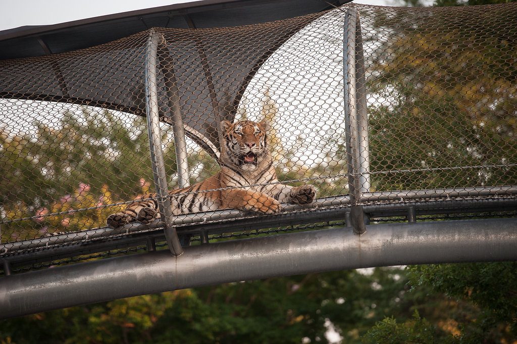 Zoo360 | Animals on the Move – Philadelphia Zoo