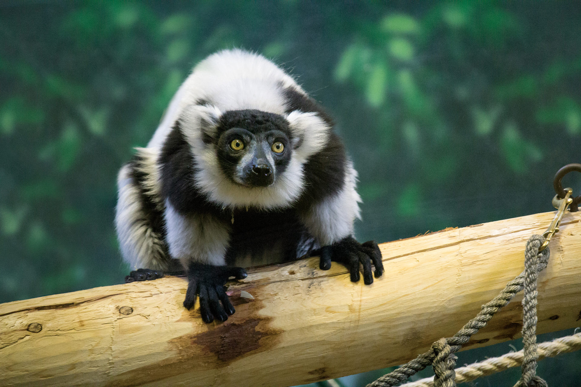 Take a Trip to the Zoo from Home | Virtual Experience – Philadelphia Zoo