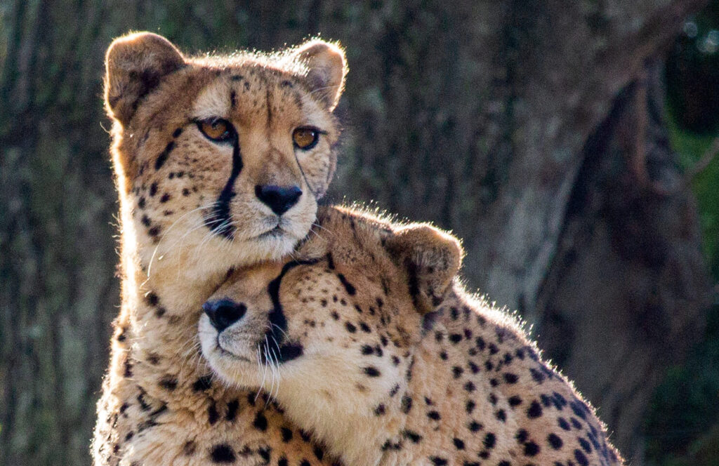 Meet Our Animals | Cheetah – Philadelphia Zoo