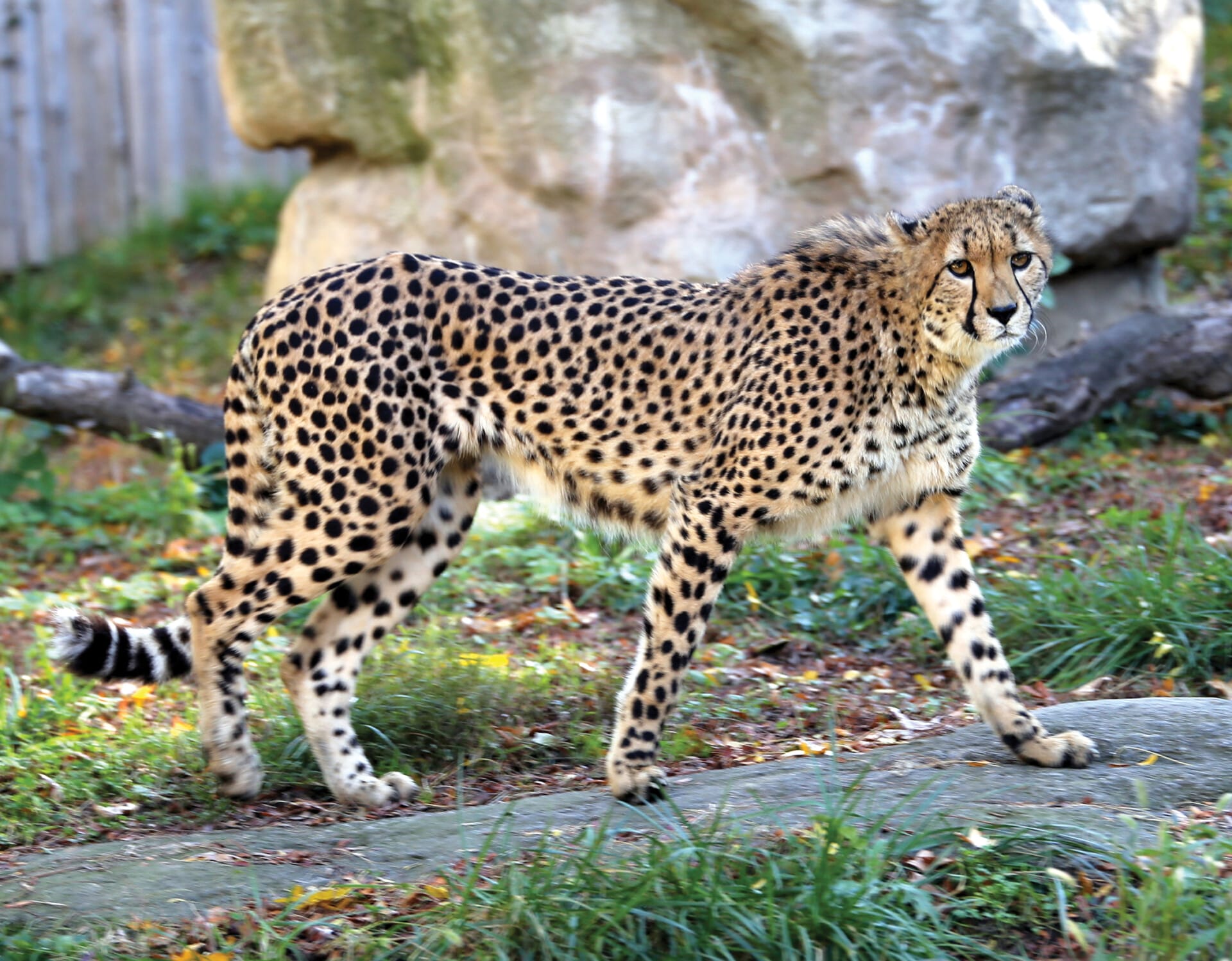 Meet Our Animals | Cheetah – Philadelphia Zoo