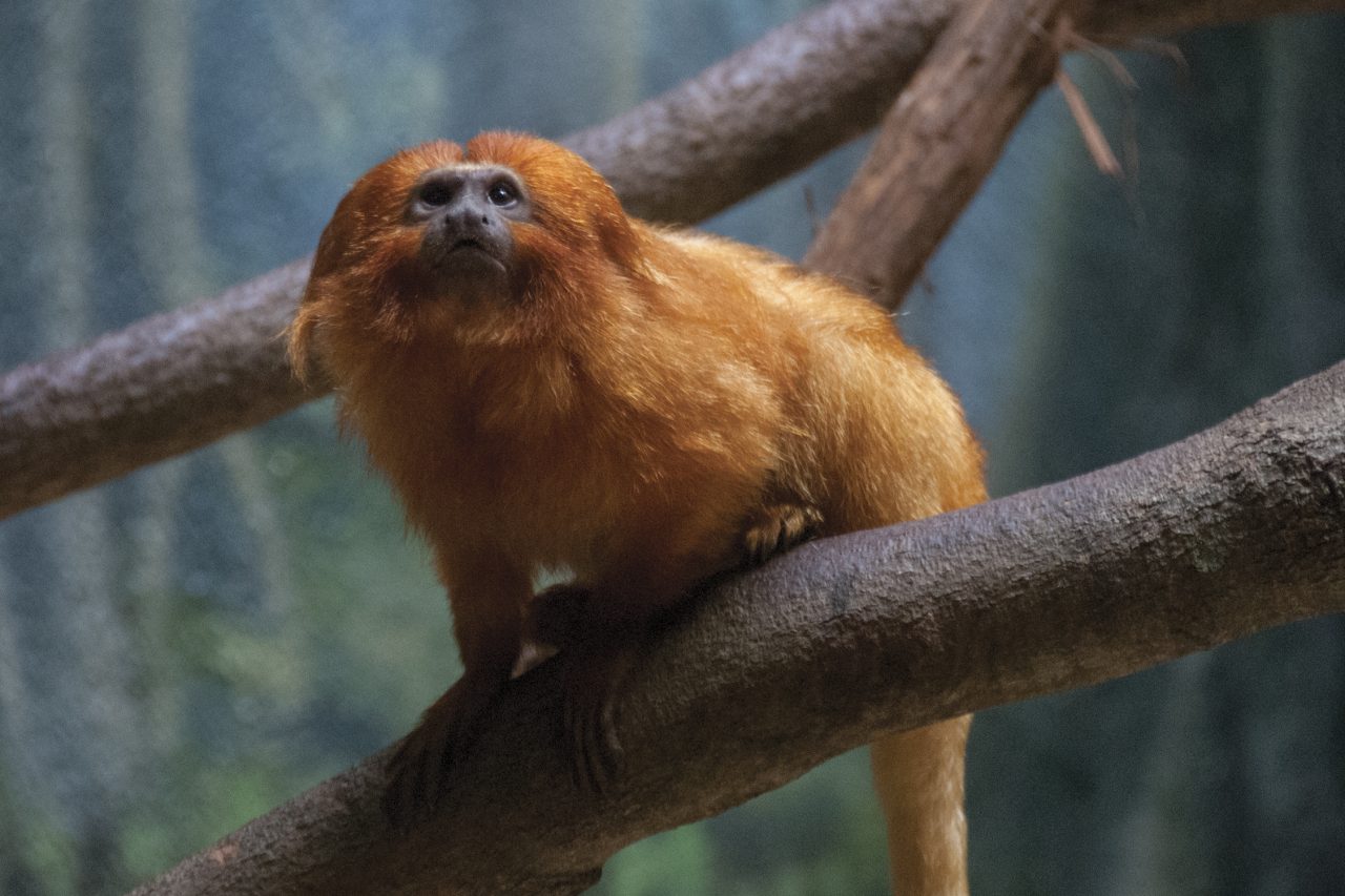 Meet Our Animals | Golden lion tamarin – Philadelphia Zoo