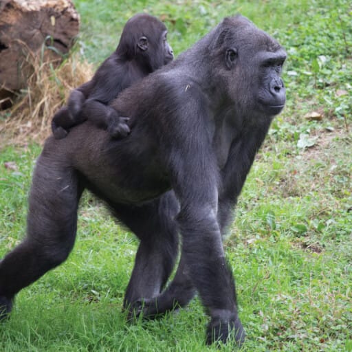 Alpaca Vs Gorilla