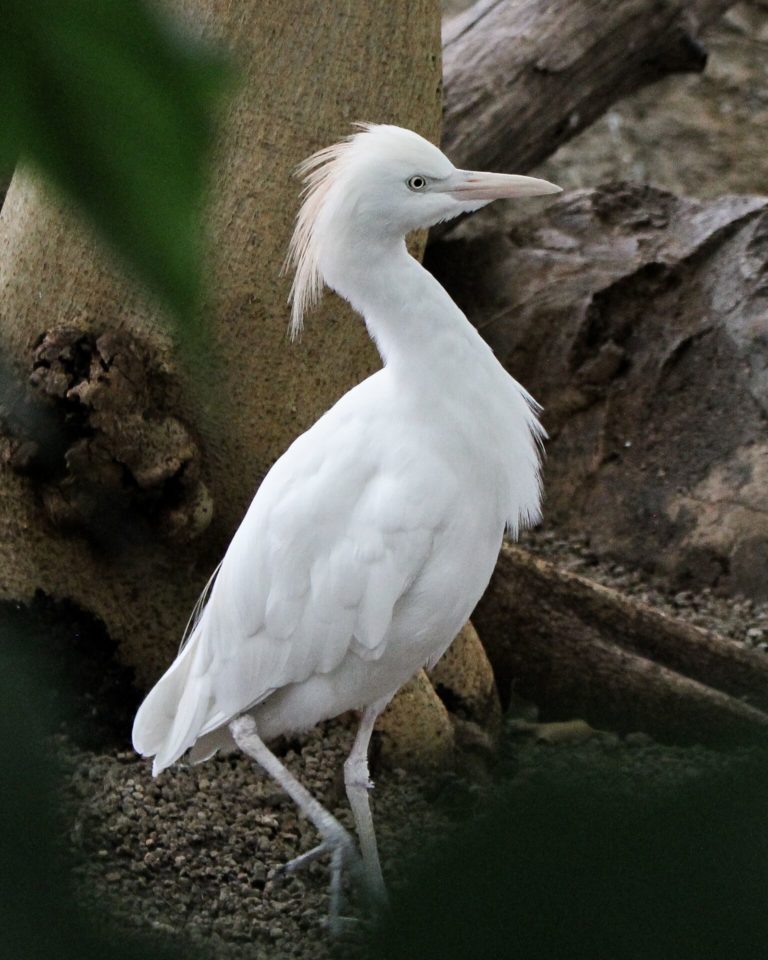 Meet Our Animals – Philadelphia Zoo