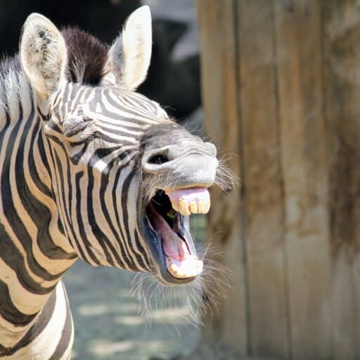 Want to Learn more? Contact Us Today – Philadelphia Zoo