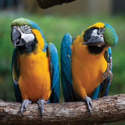 Philly Zoo to YOU - Habitats & Adaptations – Philadelphia Zoo