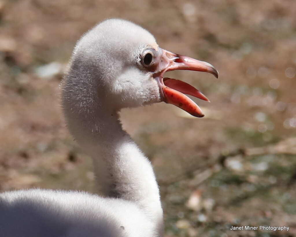 Flamingo – Philadelphia Zoo