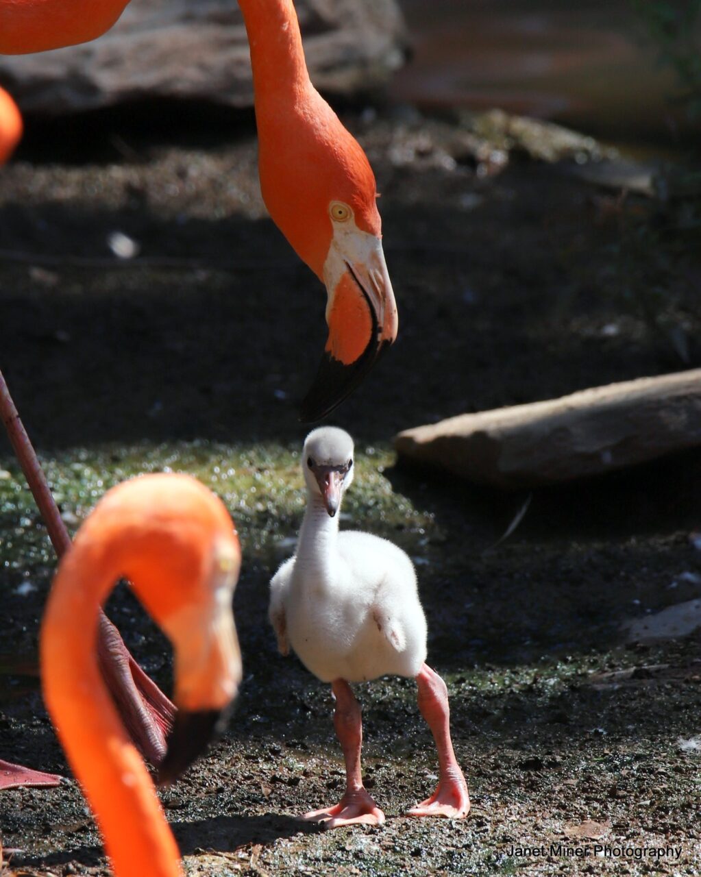 Flamingo – Philadelphia Zoo