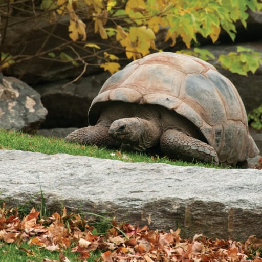 Galapagos Tortoise – Philadelphia Zoo