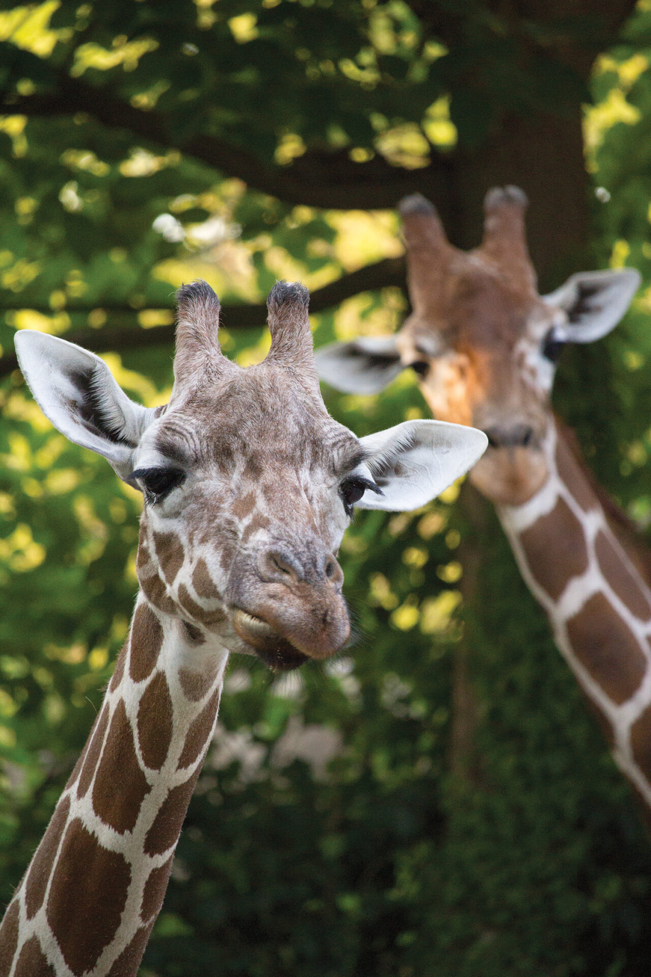 New Giraffe Encounter Opens at Philadelphia Zoo – Philadelphia Zoo