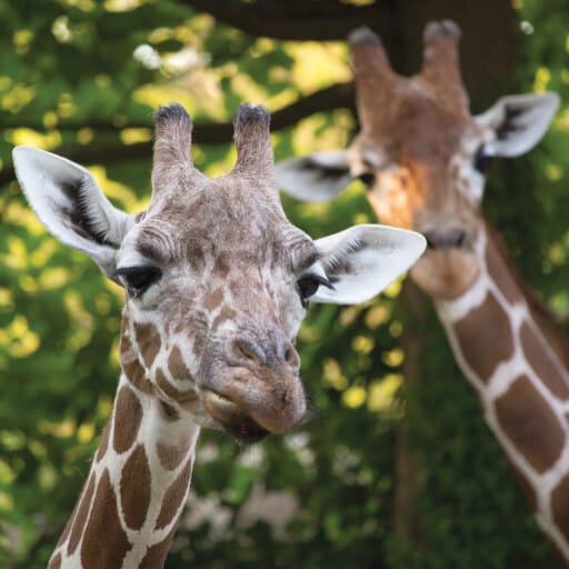 Reticulated Giraffe: Diet, Social Structure, Habitat – Philadelphia Zoo