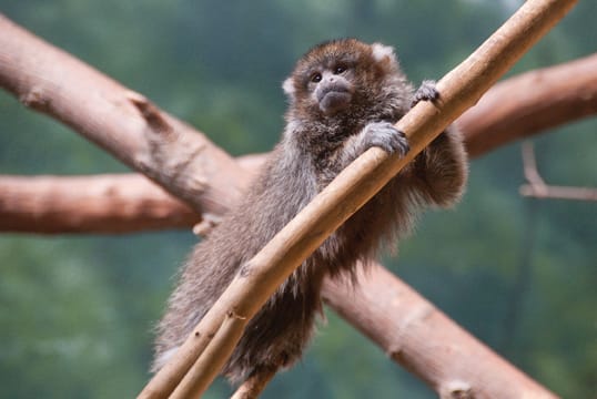 Philly Zoo & 30x30: The Plan to Protect Nature – Philadelphia Zoo