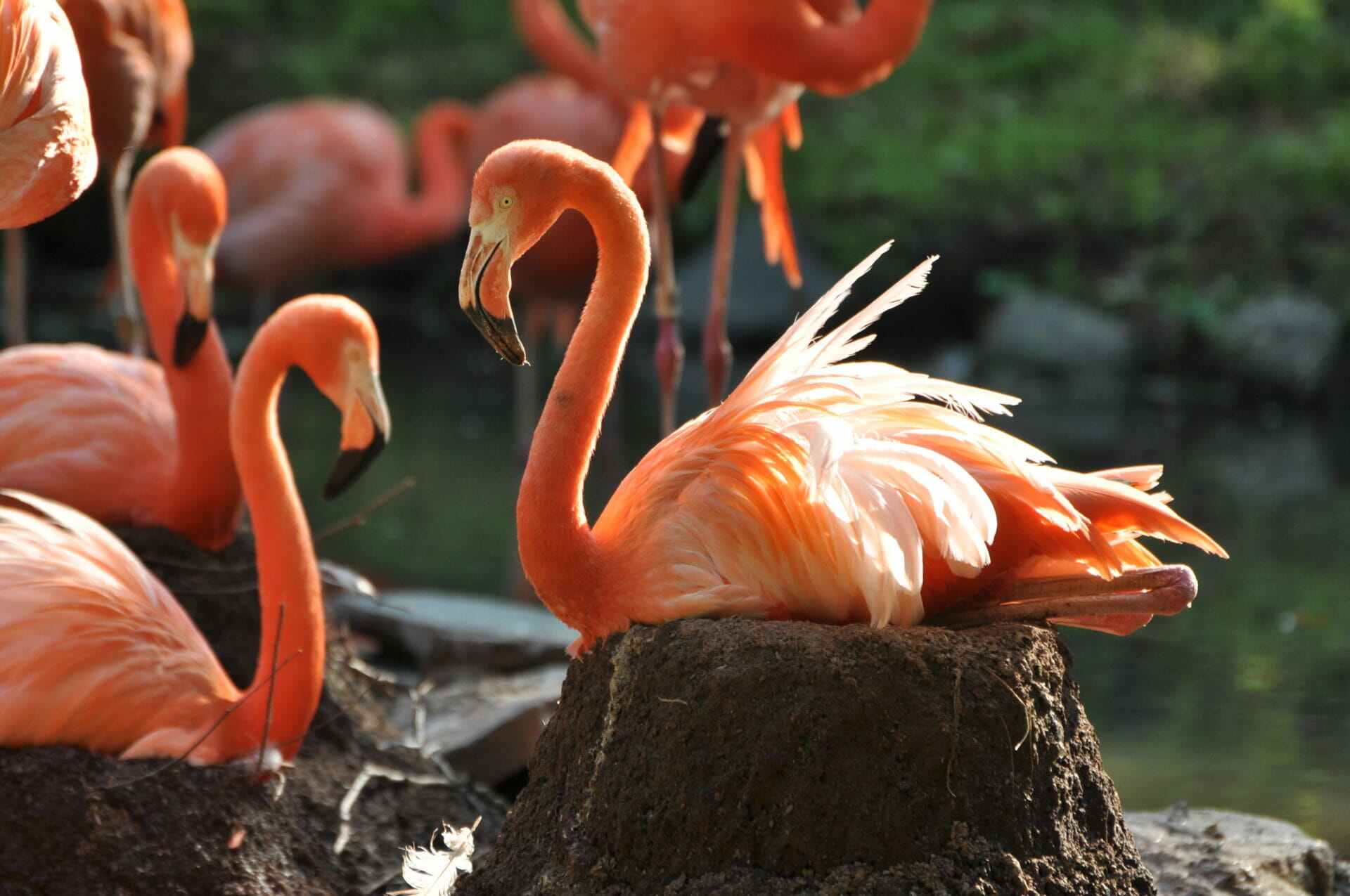 Philadelphia Zoo’s Birds Return to Outdoor Exhibits – Philadelphia Zoo