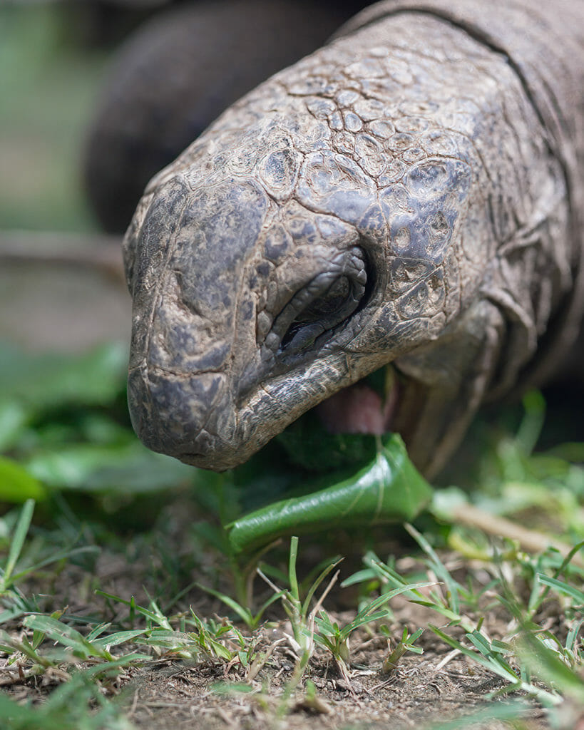 Philadelphia Zoo Partners with Variety to Grow Fresh Produce for ...