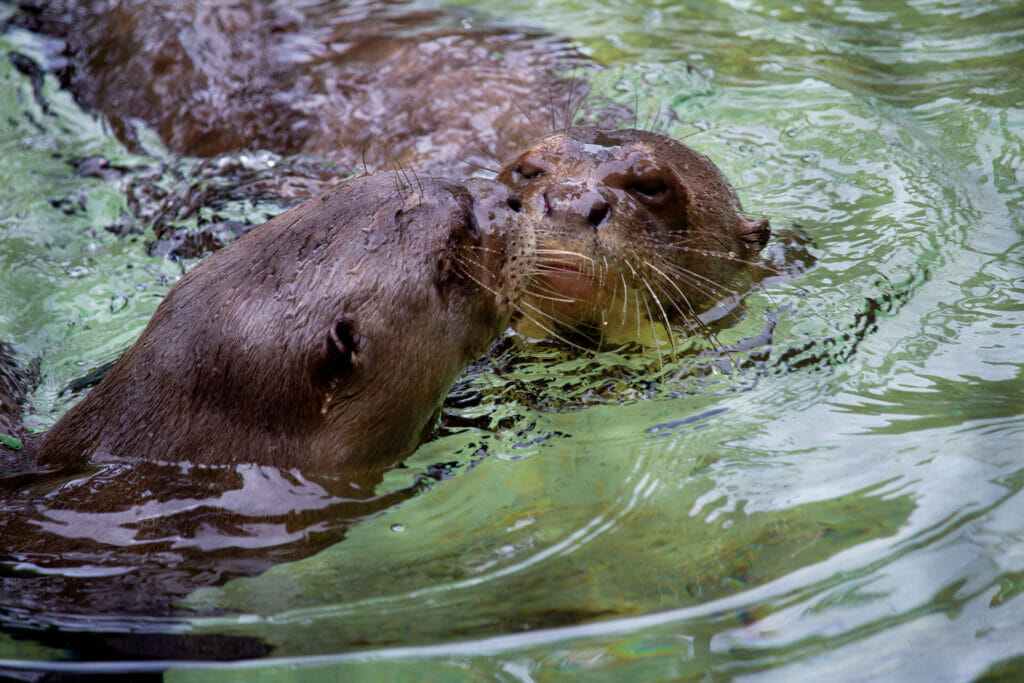 Introducing a New Giant River Otter to the Group – Philadelphia Zoo