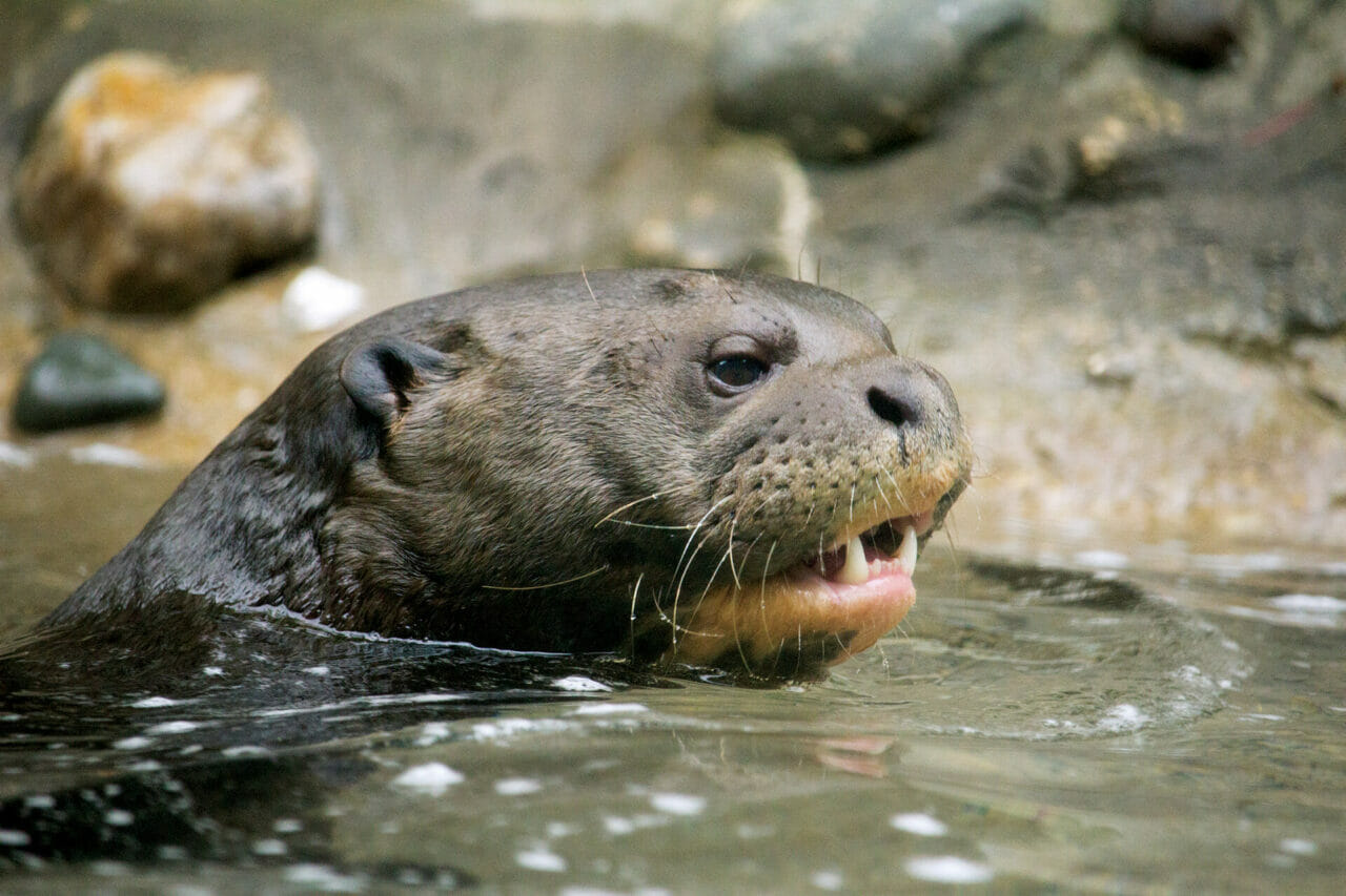Giant River Otter (Pteronura brasiliensis) – Philadelphia Zoo