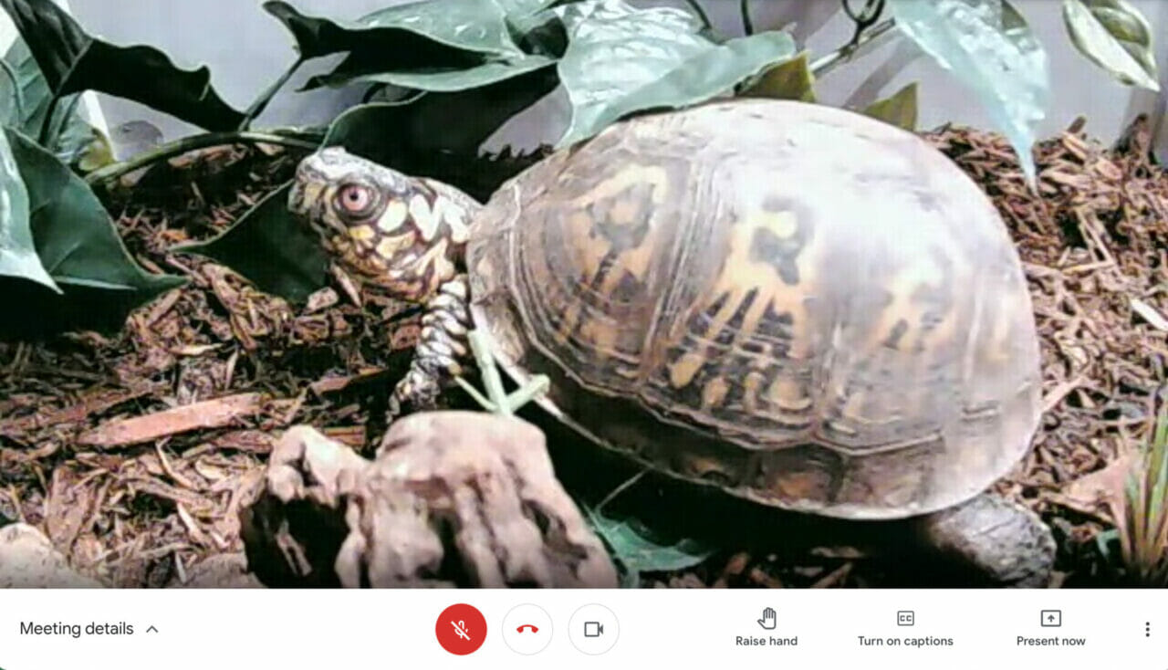 Philly Zoo to YOU - Additional Resources – Philadelphia Zoo