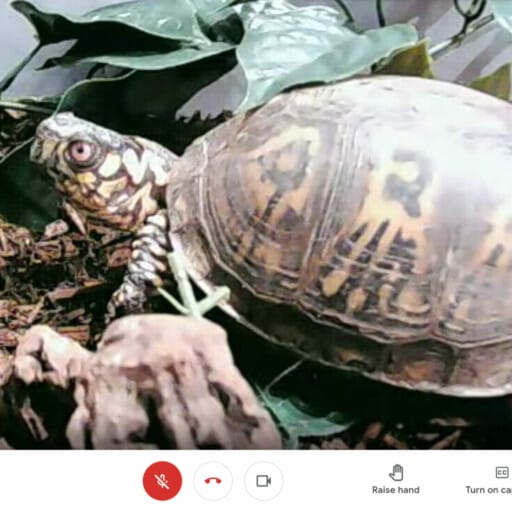 Philly Zoo to YOU - Additional Resources – Philadelphia Zoo