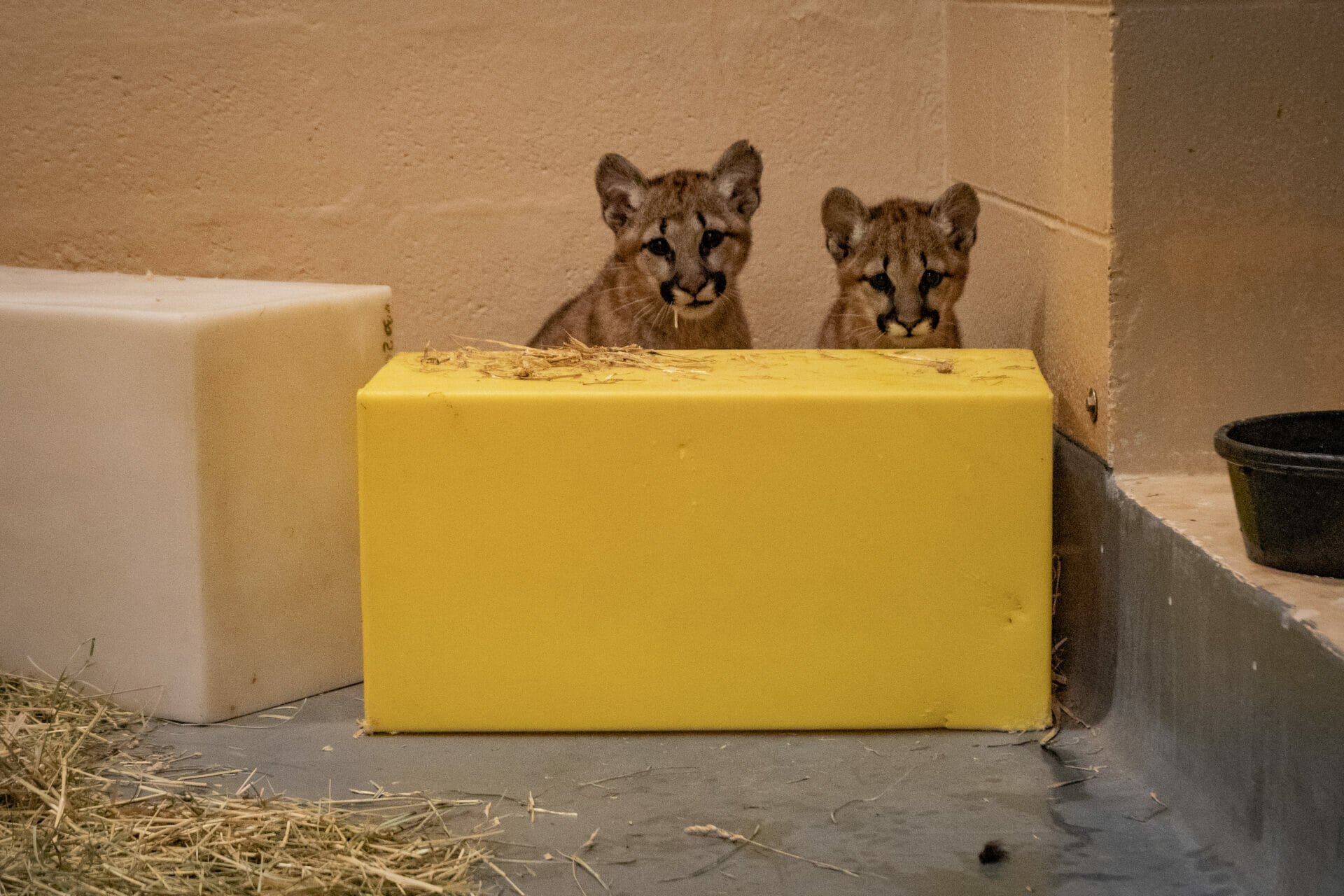 Philadelphia Zoo Announces Arrival of Two Orphaned Puma Siblings ...