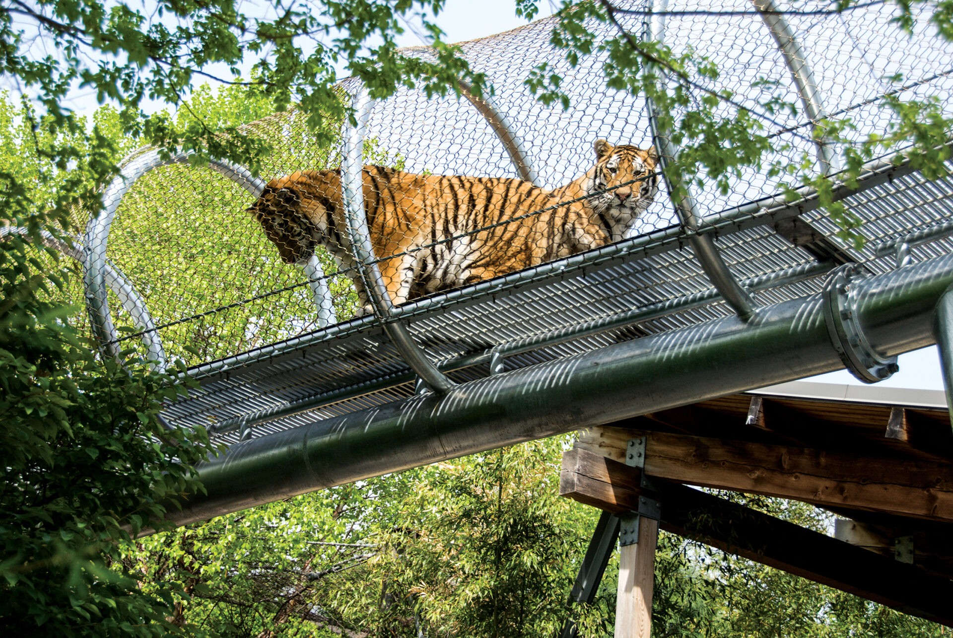 Big Cat Weekend – Philadelphia Zoo