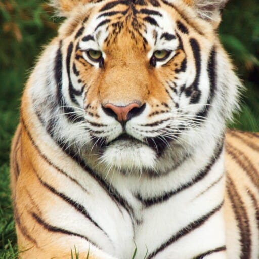 Amur Tiger – Philadelphia Zoo