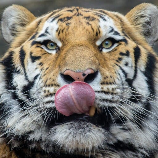Amur Tiger – Philadelphia Zoo