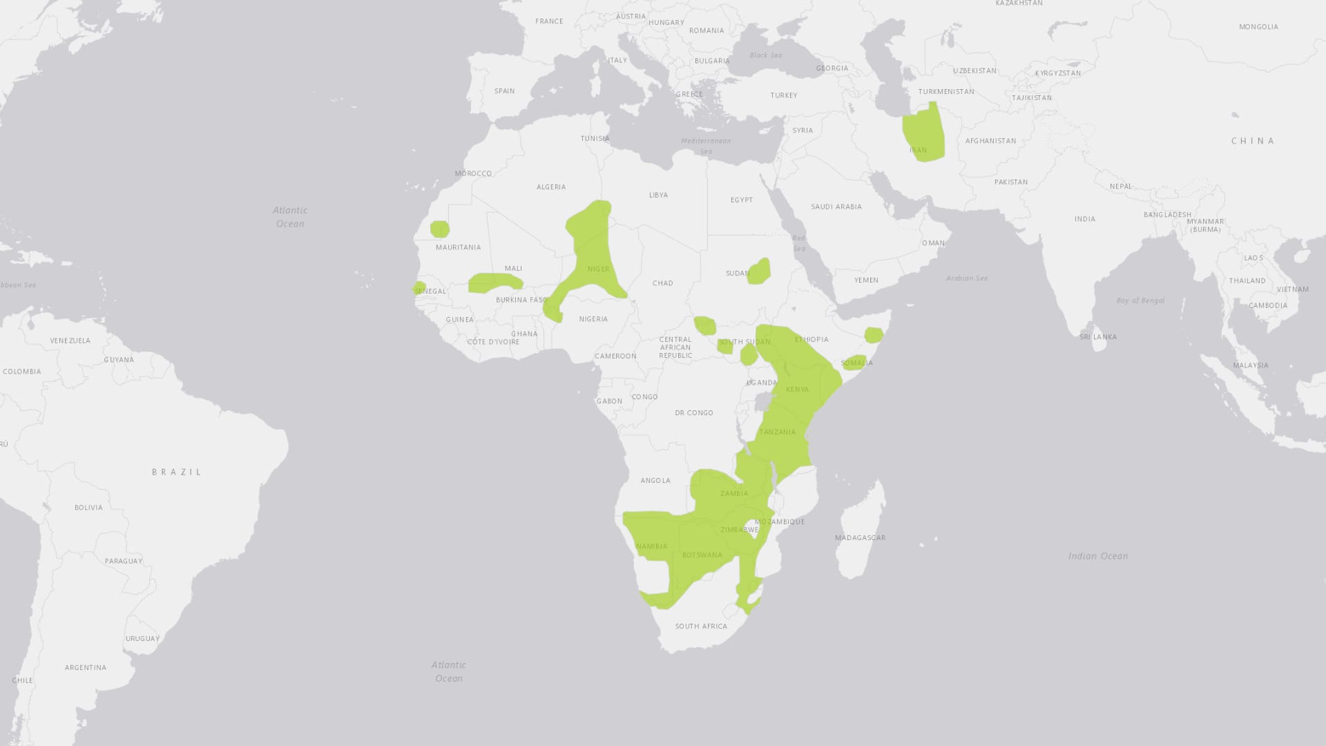 Cheetah (Acinonyx jubatus) – Philadelphia Zoo