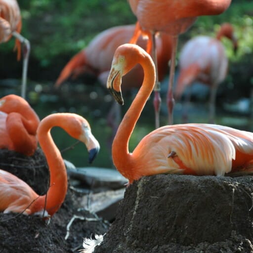 Caribbean Flamingo – Philadelphia Zoo