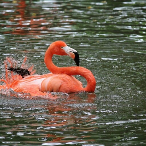 Caribbean Flamingo – Philadelphia Zoo