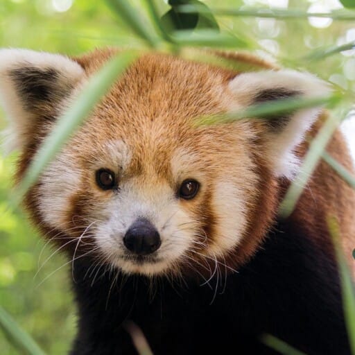 Red Panda – Philadelphia Zoo