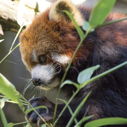 Red Panda – Philadelphia Zoo