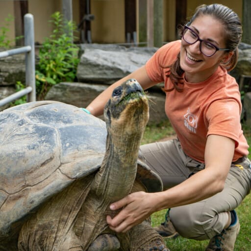 Galapagos Tortoise – Philadelphia Zoo