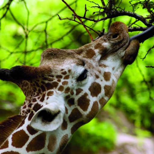 Reticulated Giraffe: Diet, Social Structure, Habitat – Philadelphia Zoo
