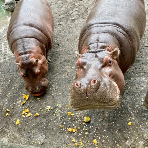 Hippopotamus: Habitat, Diet, Social Structure, Physical Description ...