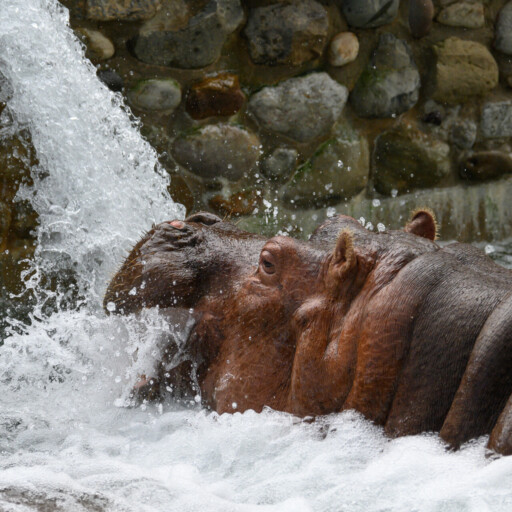Hippopotamus: Habitat, Diet, Social Structure, Physical Description ...