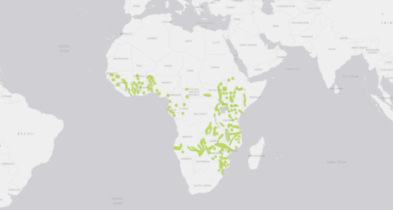 Hippopotamus: Habitat, Diet, Social Structure, Physical Description ...