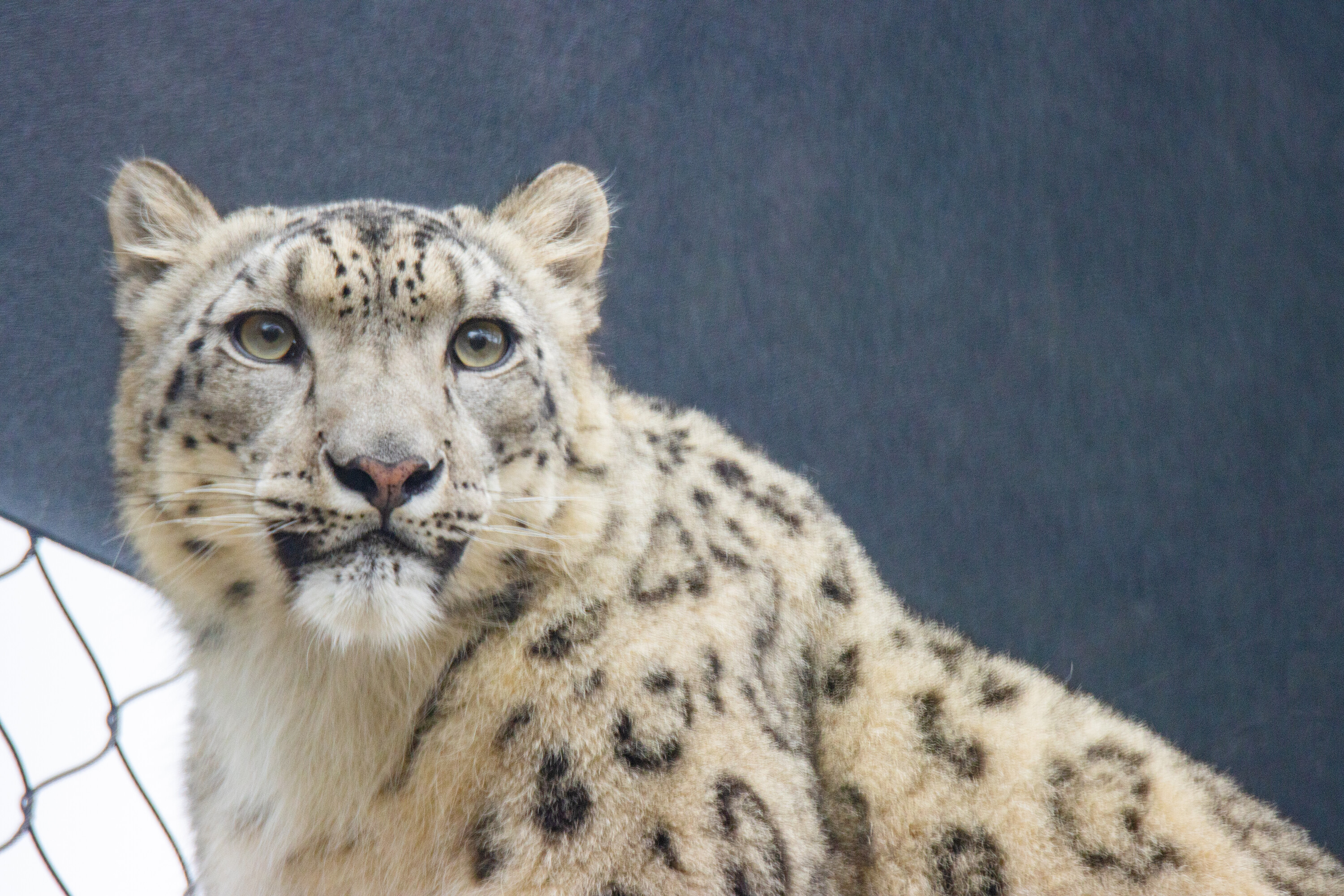 Philadelphia Zoo Announces Arrival of Snow Leopard for Species Survival ...