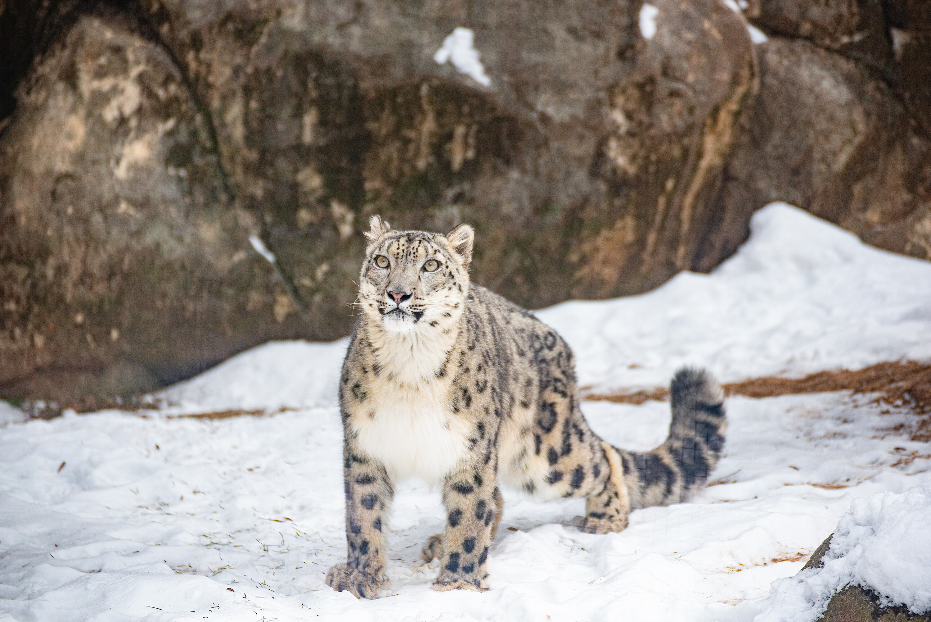 Philadelphia Zoo Announces Arrival of Snow Leopard for Species Survival ...