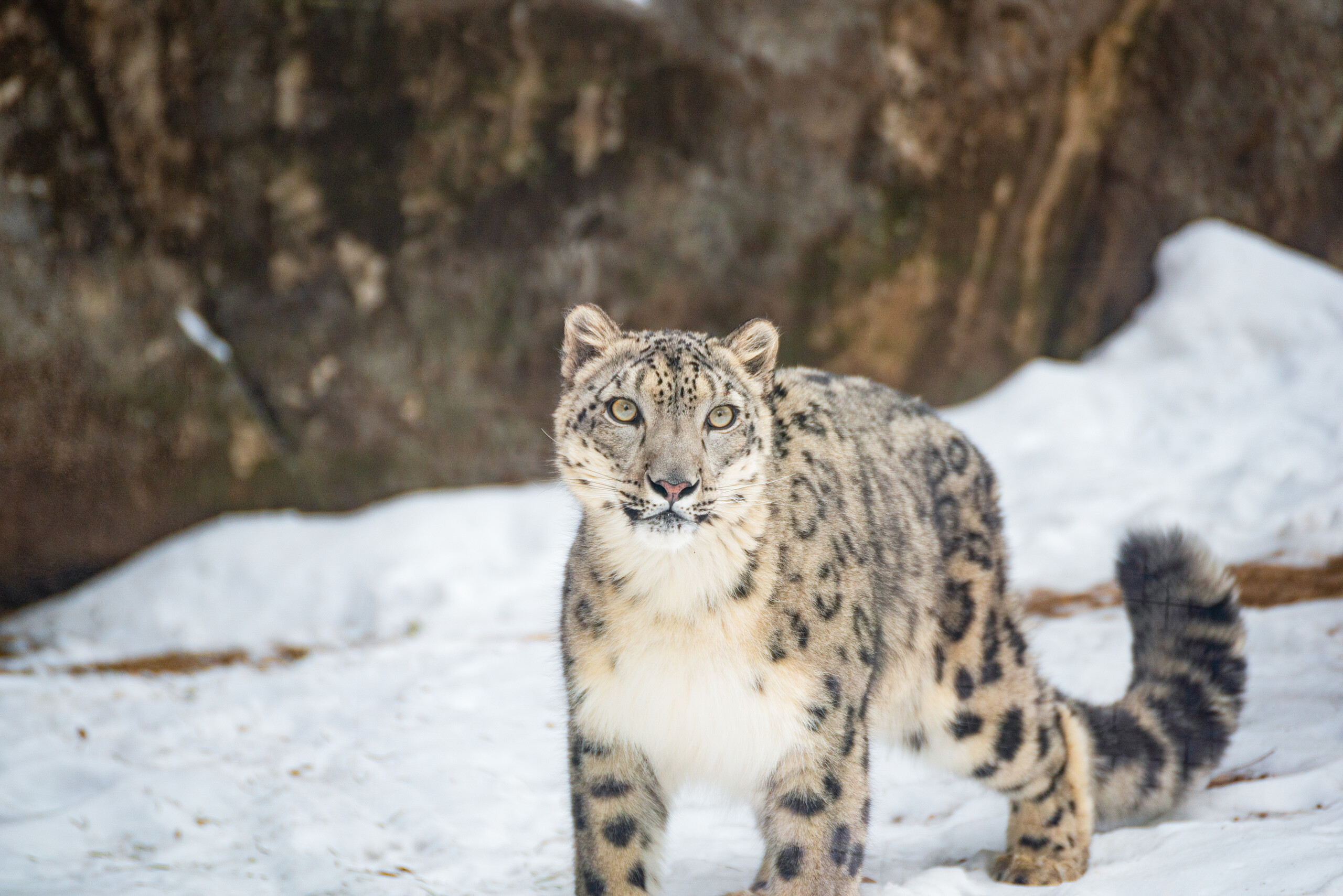 Philadelphia Zoo Announces Arrival of Snow Leopard for Species Survival ...