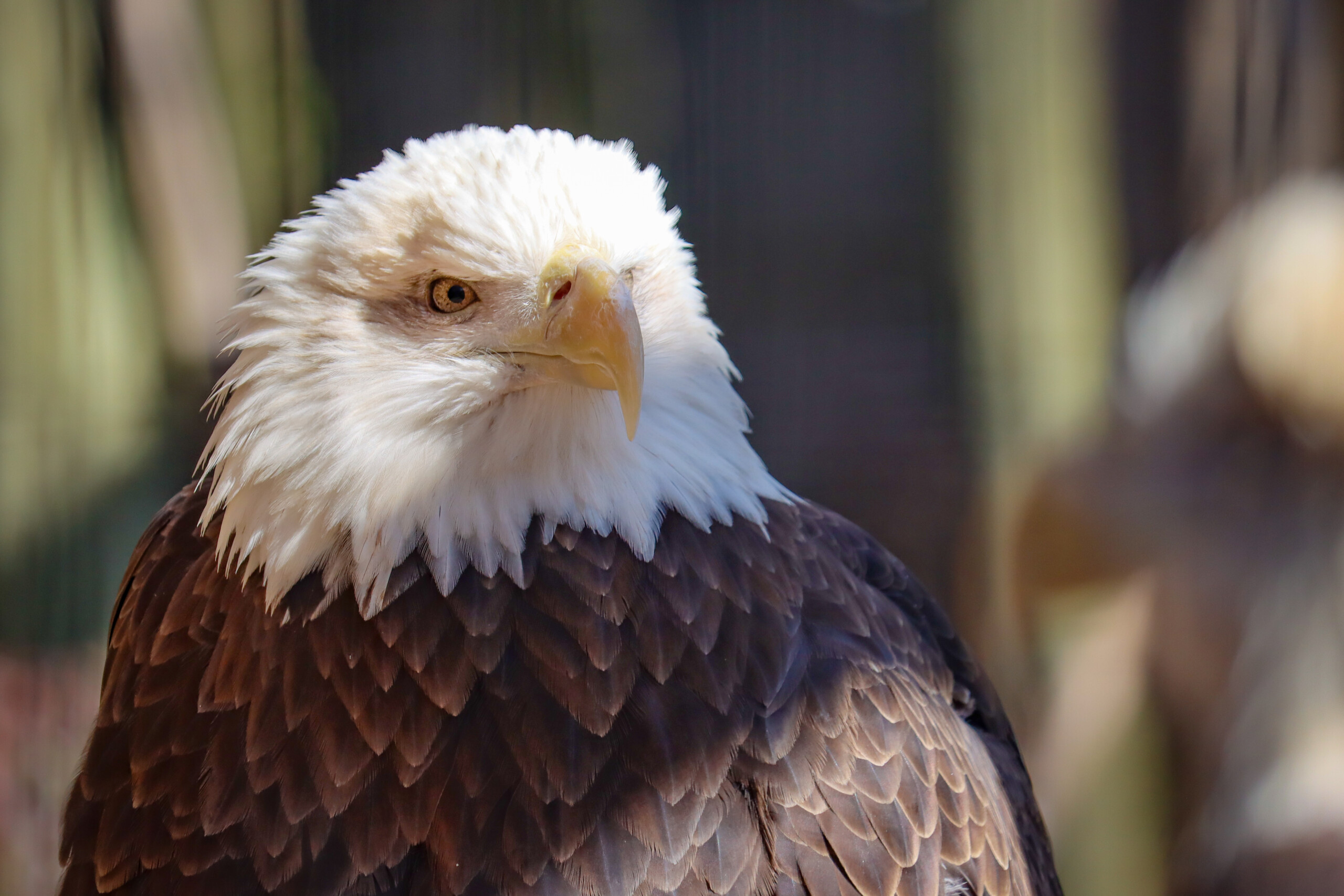 Bald Eagle: Habitat, Diet, Conservation, Fun Facts – Philadelphia Zoo