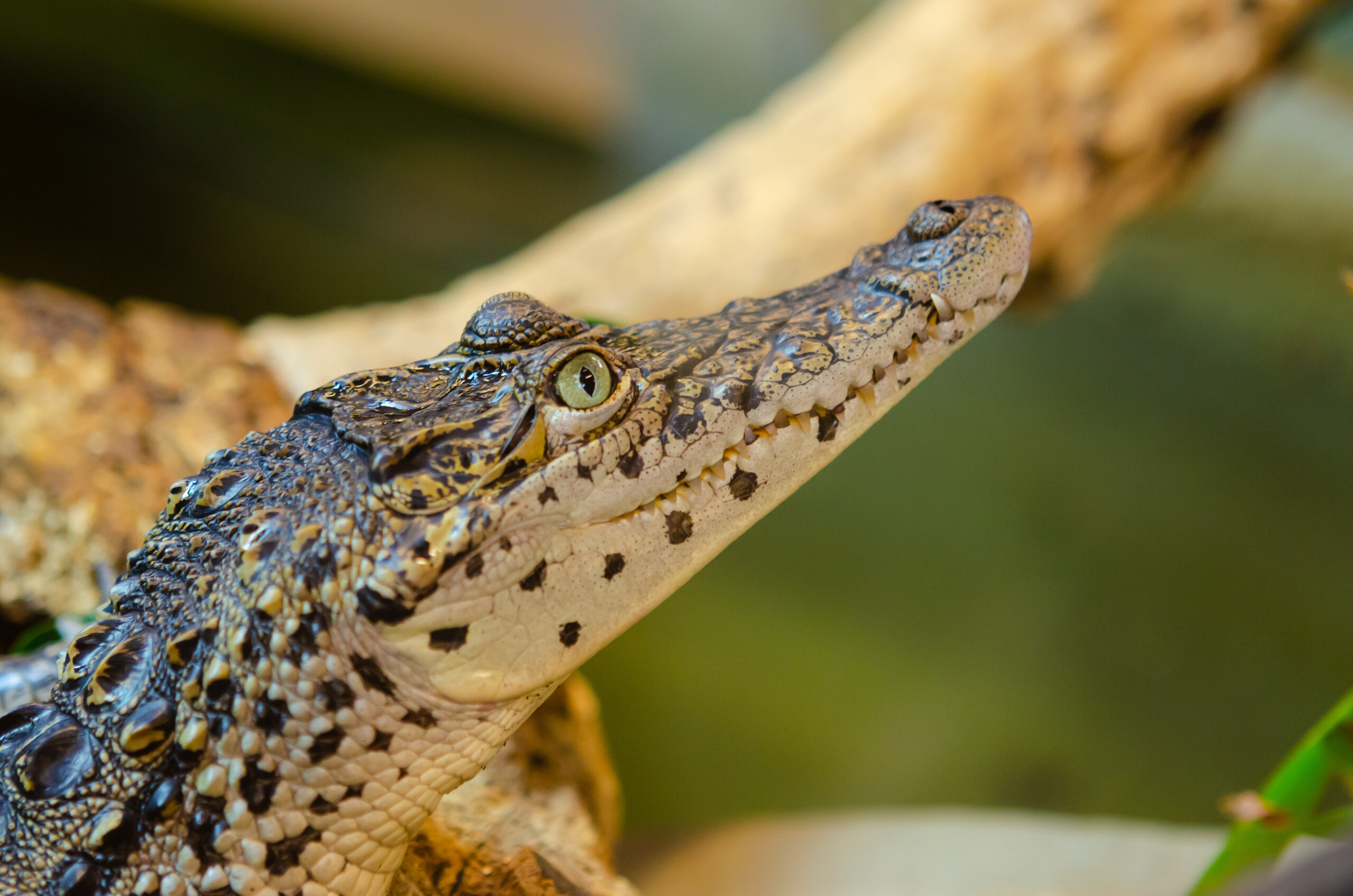 Philadelphia Zoo Curator of Reptiles and Amphibians Represents AZA at ...