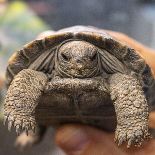 Three More Critically Endangered Galapagos Tortoises Hatch at ...
