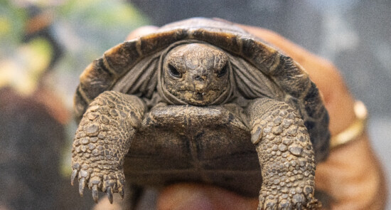 Three More Critically Endangered Galapagos Tortoises Hatch at ...