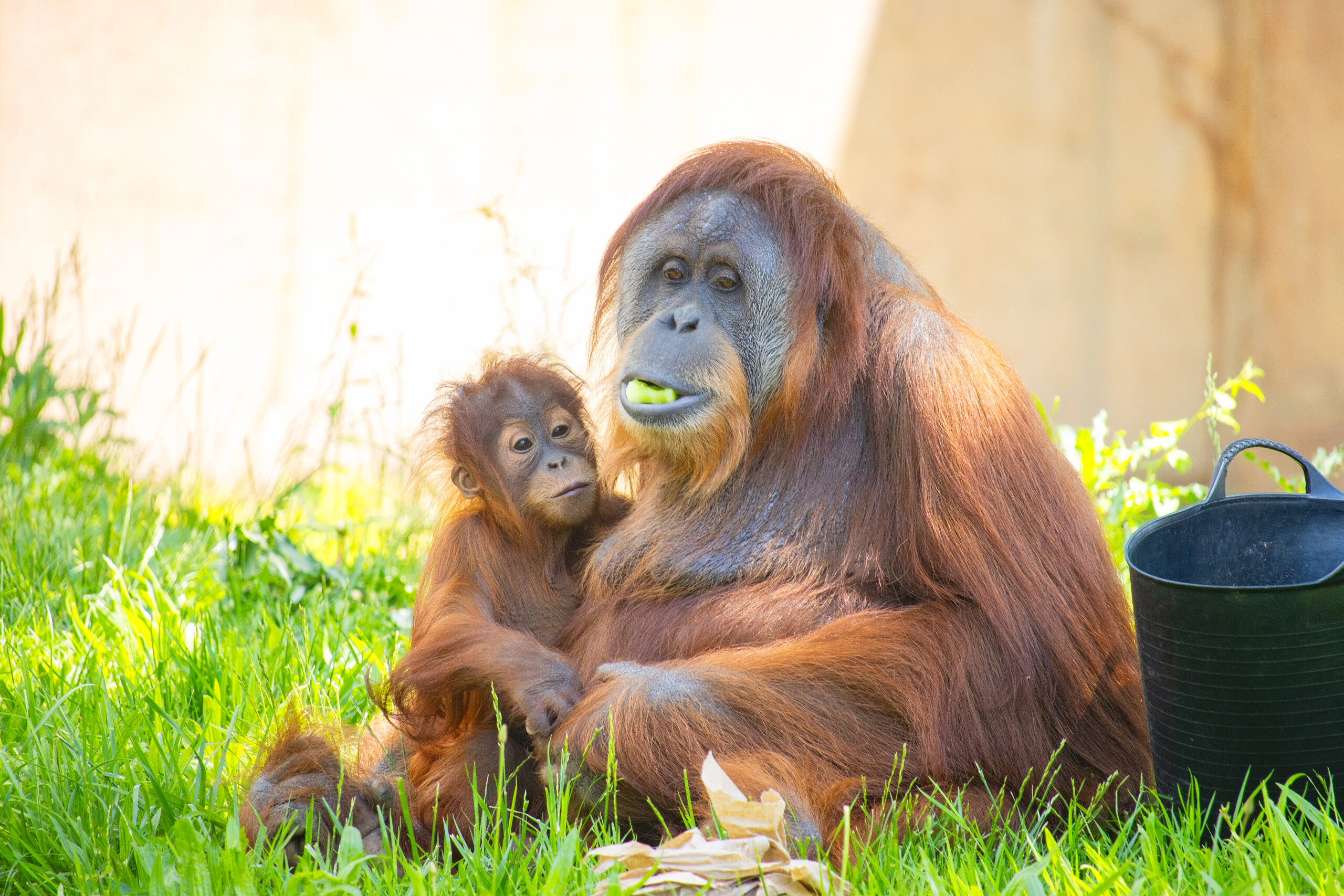 Jambi's First Birthday Celebration – Philadelphia Zoo
