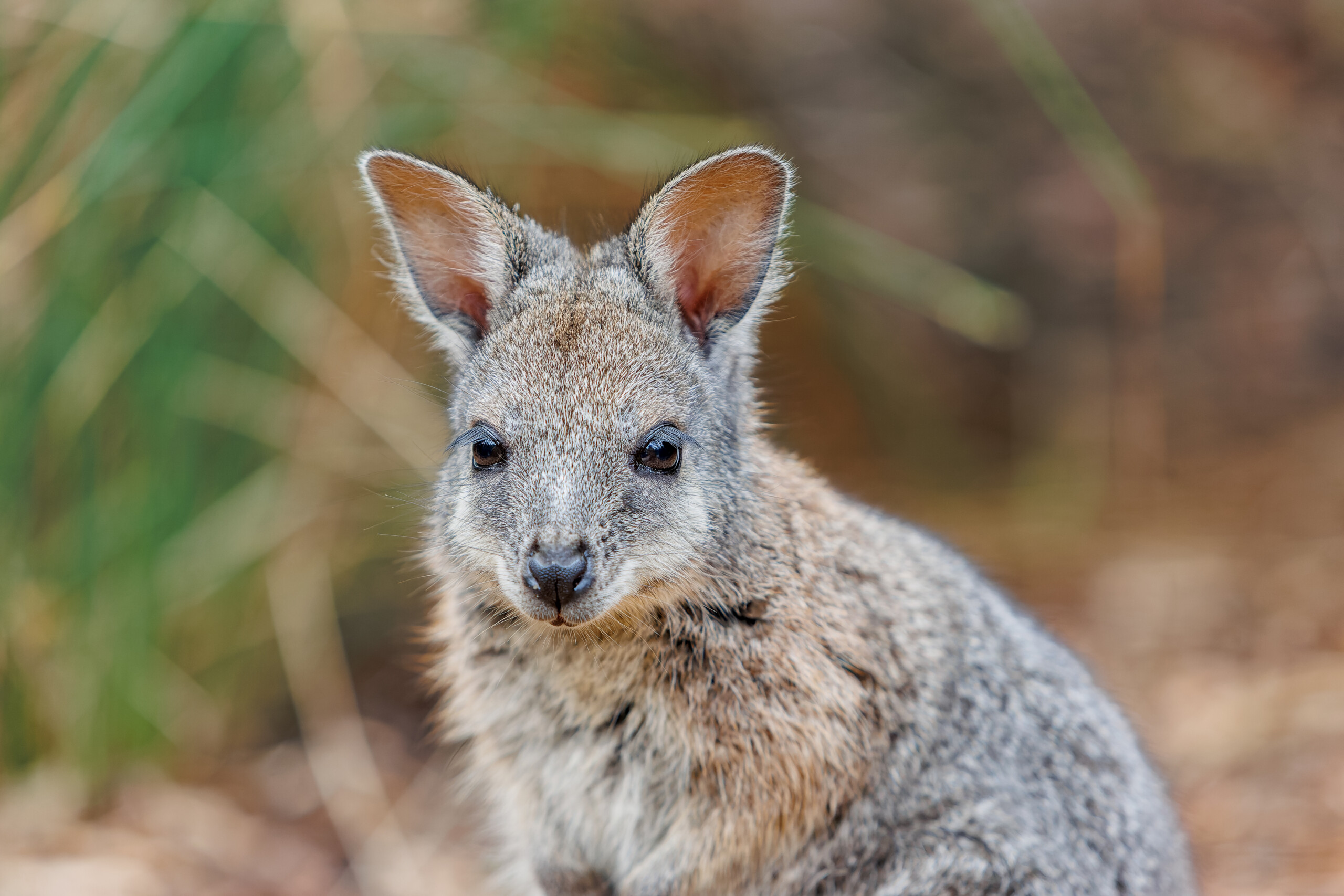 Tammar Wallaby: Habitat, Physical Description, Diet, Conservation ...
